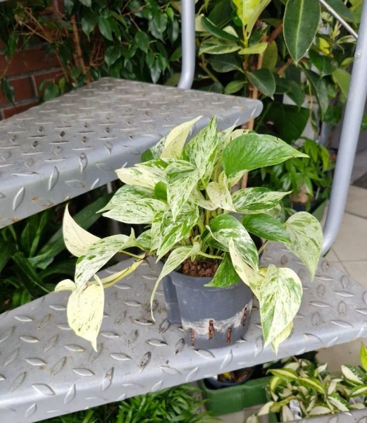 Scindapsus marble queen w hydroponice MK13/12 | www.hydroponika.pl