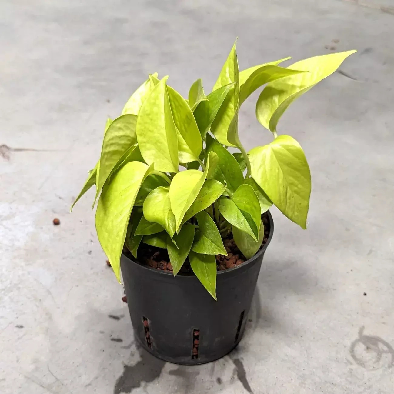 Scindapsus epipremnum golden pothos w hydroponice MK13/12 | www ...